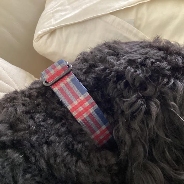 Green Chevron Dog Elite Bundle Custom Dog Collar, Leash and Harness ...