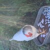 Chicken/bird Foot Tags - Etsy
