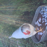Chicken/bird Foot Tags - Etsy