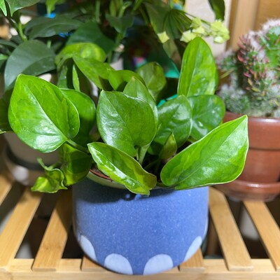 Aglaonema 'bamboo' Sp. Variegated Chinese Evergreen Live Indoor ...