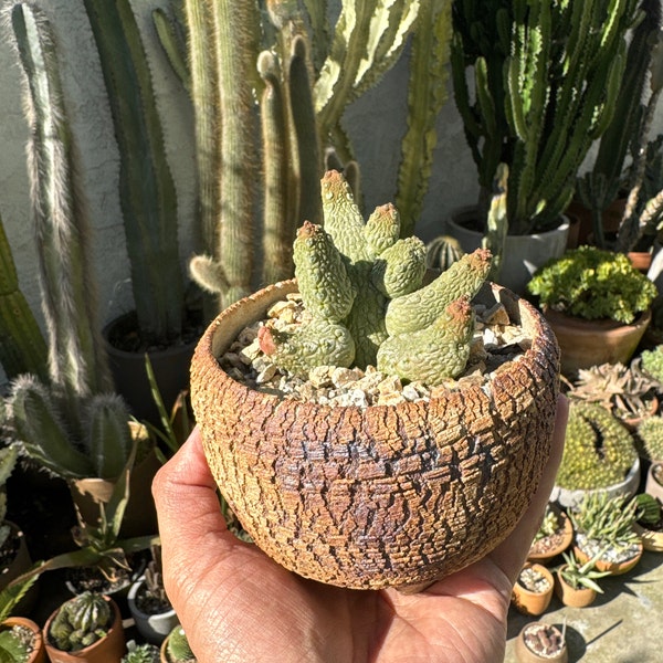 Rare Succulent - Pseudolithos Caput-viperae Hybrid (2”), Live Plant - Etsy