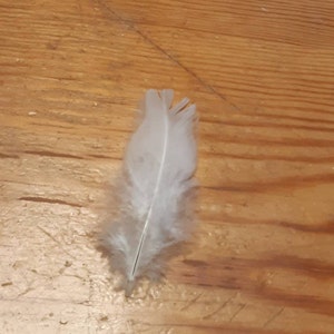 50 Mini Feathers 1-4 Cm Quail Feathers Colorful Rooster - Etsy