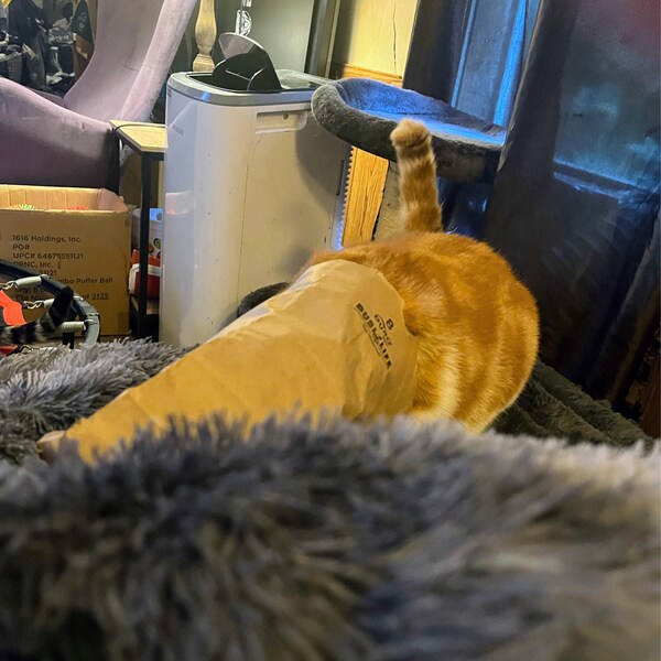 Cat Scent Enrichment Kit | 13 Herbs | Improve Wellbeing | Cat Toy | Cat ...