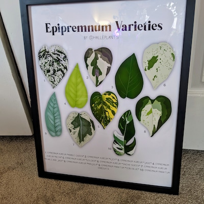 Monstera Varieties Plant Identification Chart Digital - Etsy