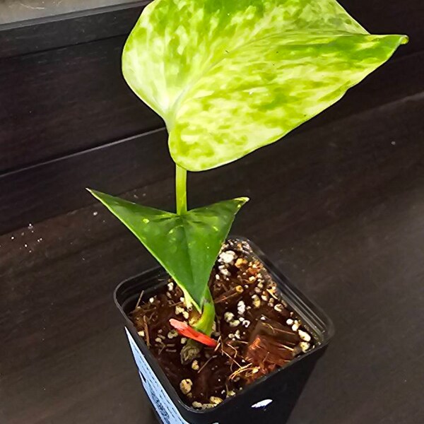 Epipremnum Aureum Teruno Robin - Rare Japanese Pothos - Terunoworld ...
