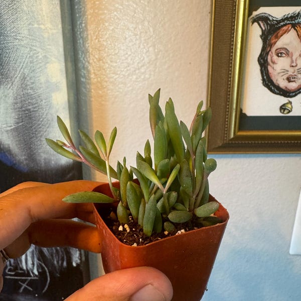 Ruby Necklace, String of Rubies, Little Pickles, Othonna Capensis ...
