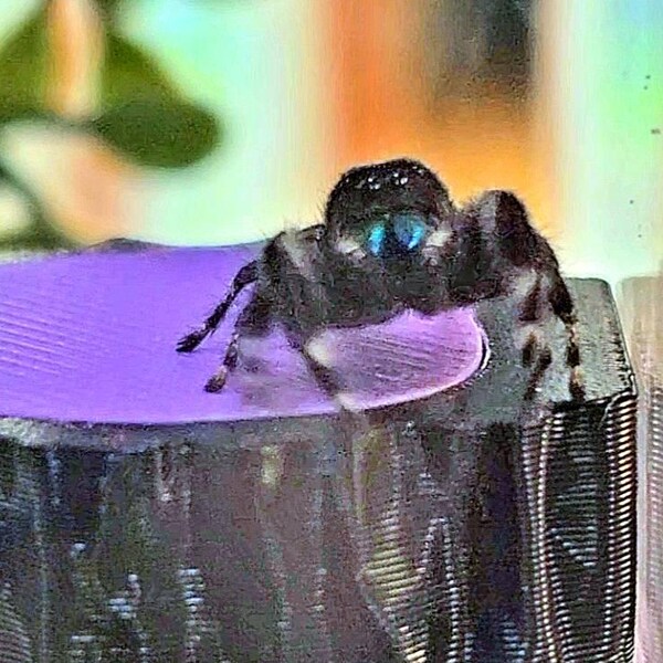 3D Printed Magnetic Spider Platforms Set of 3, Terrarium Platforms - Etsy