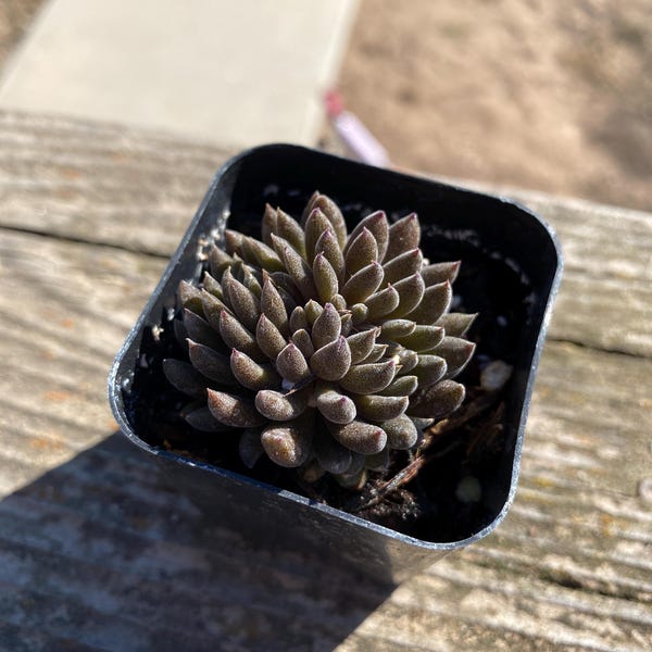 Opuntia Subulata or Austrocylindropuntia Subulata Eves Needle Eves Pin ...