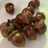 JUMBO Acorns Real Acorns Extra Large Real Acorns Natural Acorns Large ...