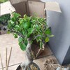Mahara Deep Red Bougainvillea Bonsai .her Flowers Form in Clusters. - Etsy