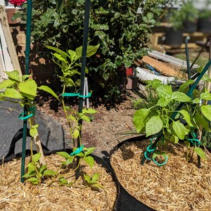 AMLA Live Plant Aka Emblica Officinalis Indian Gooseberry - Etsy