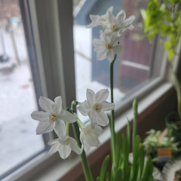 True Love Lenten Rose Rare Flowering Perennial Live Plant Lenten Rose ...