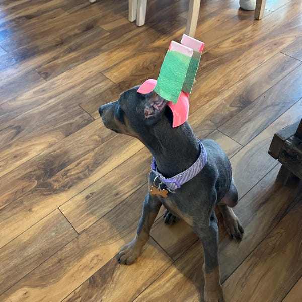 Doberman Ear Posting Brace - Etsy