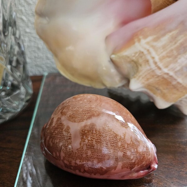 Set of Three 31.9-103.3mm FLORIDA Keys Found Tonna Galea GIANT Tun ...