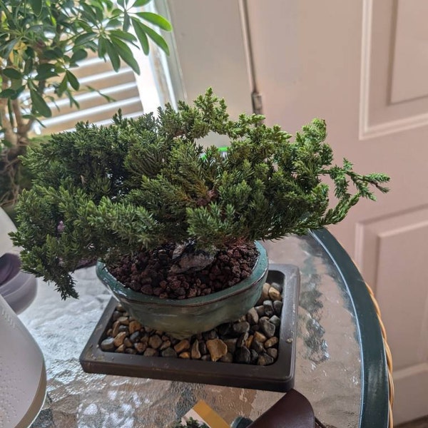 Orchid Plant LIVE Rlc. Amazing Thailand 'rainbow' Rare BLOOMING SIZE ...