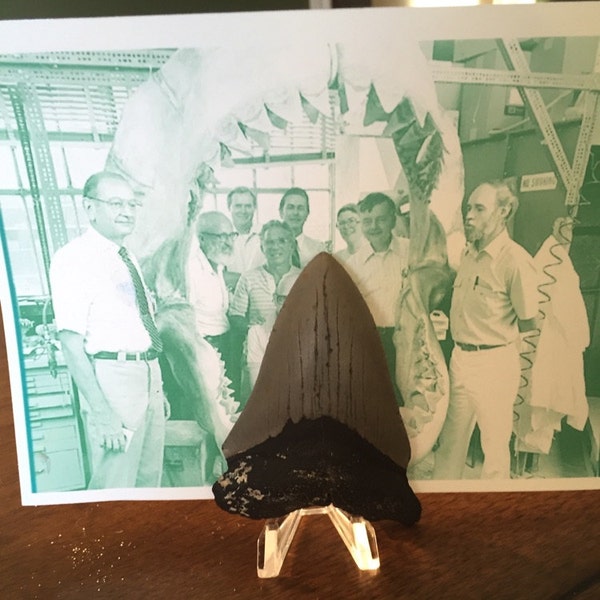 Great Hammerhead Shark _ Hand Carved - Etsy