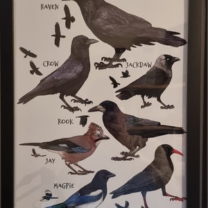 British Corvids Poster Painting / Wall Art / Nature Print / | Etsy