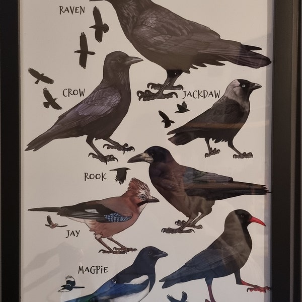 British Corvids Poster | Painting / Wall Art / Nature Print / Bird ...