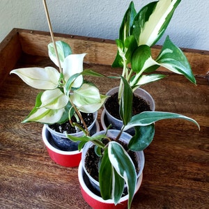 Epipremnum Aureum japanese Global Pothos Fully Rooted Extremely Rare ...