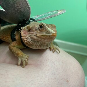 Bearded Dragon Carrier With Black Strap Variations - Etsy