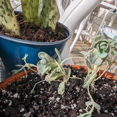 Aeonium Merlot - Etsy