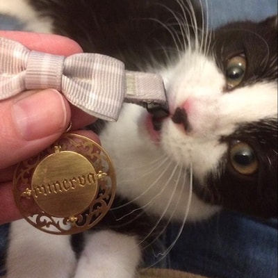 Fancy Custom Personalised Cat Pet ID Tag Gold Brass LORD KITTINGTON - Etsy
