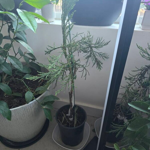 Abies Koreana 'cis' Korean Fir Live Plant 6 Tall 1 Year Graft - Etsy