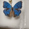 The Blue Buckeye Butterfly, Junonia Rhadama, Unmounted (wings FOLDED ...