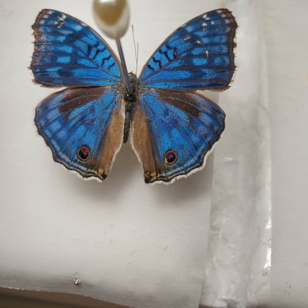 The Blue Buckeye Butterfly, Junonia Rhadama, Unmounted (wings FOLDED ...