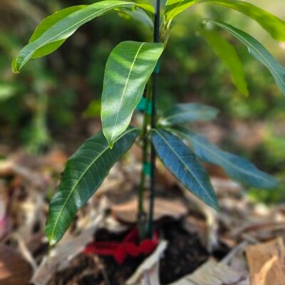 Sugar Loaf Mango Tree. Grafted in 3 Gallons Pot, No Ship to CA and HI ...