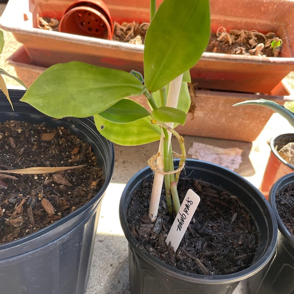 CHAYA Mayan Miracle Mexican Tree Spinach Organic Deeply Lobed Leaf ...