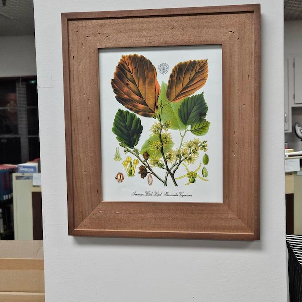 American Witch Hazel Botanical Print, American Witch Hazel Botanical ...