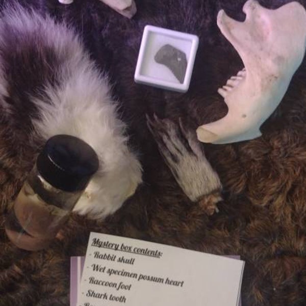 Freeze Dried Yak Feet for One Taxidermy Yak, Deer Antlers, Taxidermy ...