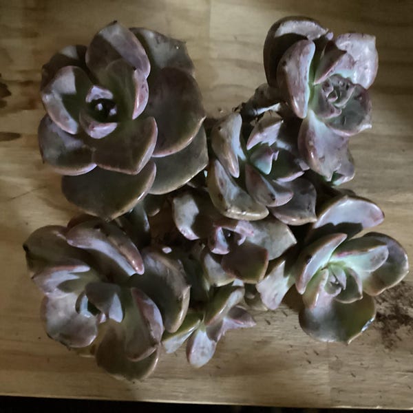 Echeveria Ball of Fat-succulent - Etsy