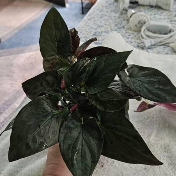4" Pot Syngonium Erythrophyllum Red Arrow: Live Indoor Plants - Easy ...
