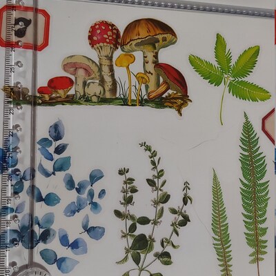 50PCS Natural Science Illustration Stickers Pack A - Etsy