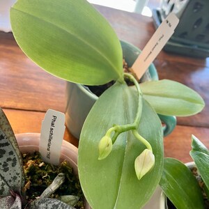 Dendrobium Pendulum Fragrant Long-lasting Flowers Stems With - Etsy