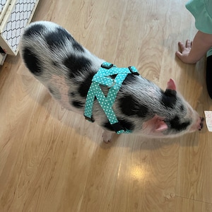Cotton Mini Pig Harness You Choose Fabric - Etsy