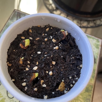 Noni Seeds/morinda Citrifolia/hawaiian Canoe Plant/hawaii Trees ...