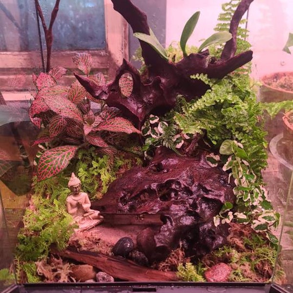 Water Terrarium Kit, Water Garden, Birthday Gift for Nature Lovers ...