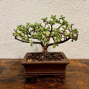 Purple Trumpet Bonsai Tree inner Feeling Collection From Cute Little ...