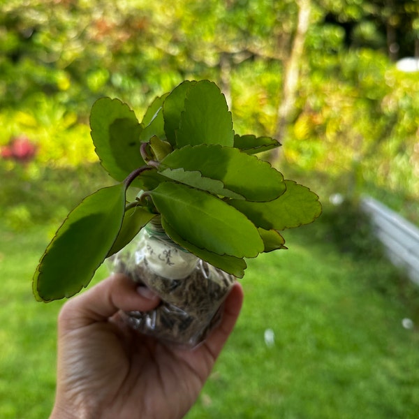 Abundance Box Bay Cinnamon and Miracle and LEAVES Leaf of Life Money ...