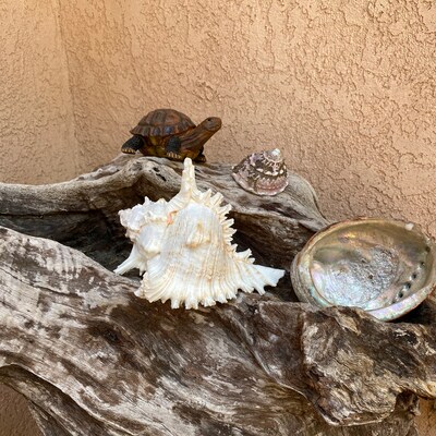 Conch Sea Shell Garden Quality 68 Conch Shell Imperfect Conch Sea Shell ...