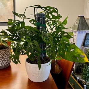 Mini Totem Insert for Orchidbox Mini Greatly Improves Interior ...