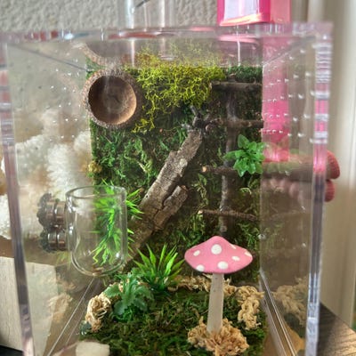 Suspension Bridge Oasis Medium Jumping Spider Enclosure, Acorn Hide ...