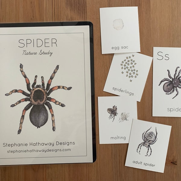 Spider Nature Study - Etsy
