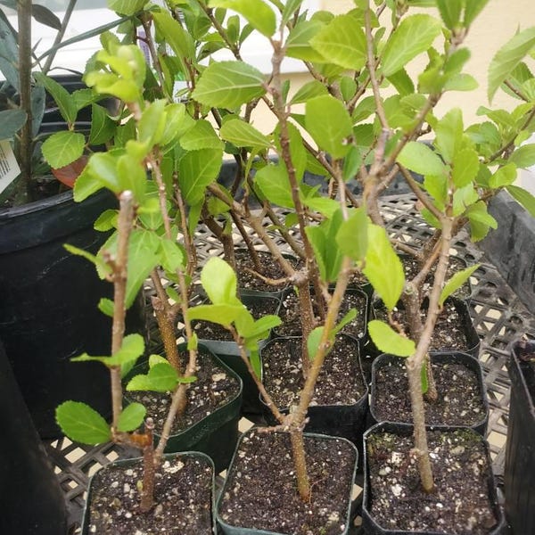 Starter Podocarpus Macrophyllus Maki Tree Outdoor Plant Landscape Live ...