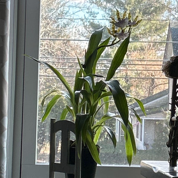 Rlc. Sung Ya Green 'mailman' 2.5 Pot - Etsy