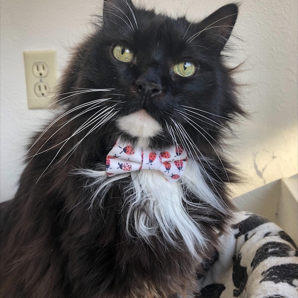 Cat Collar - "the Ringleader" - Cat Collar - Bright Pink Velvet - Etsy