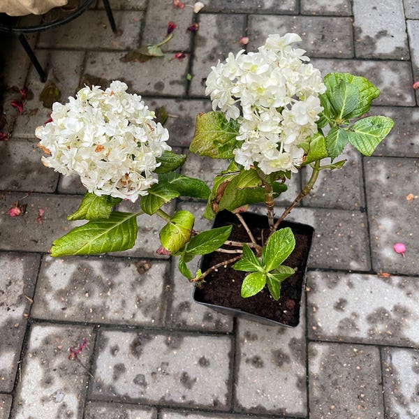 Rose M-perzik US Seller 佩尔朱克 1 Gallon - Etsy